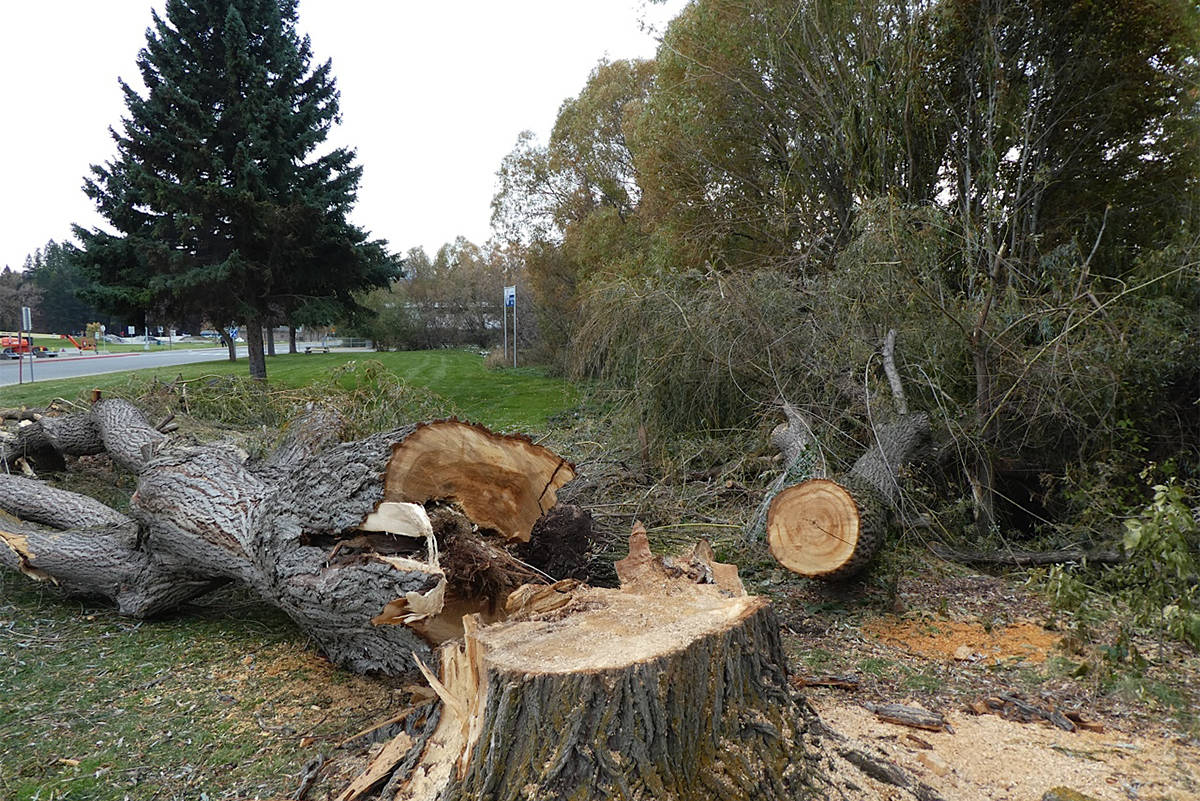 A Tree Falls | Quo Vadis Blog