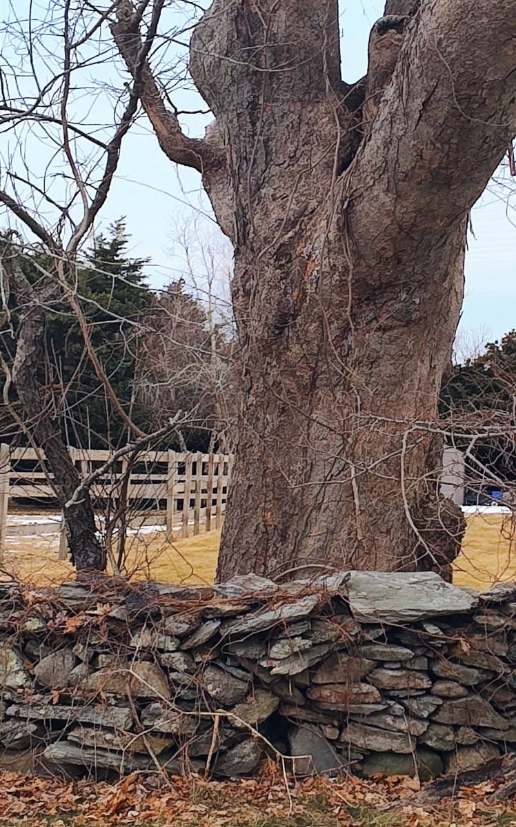Stone Walls, Sycamore Maples, and Other Curiosities | Quo Vadis Blog